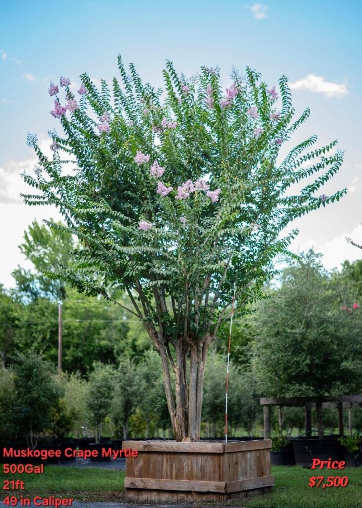 500 Gal Crape Myrtles | Austin, TX | PermaVista Trees
