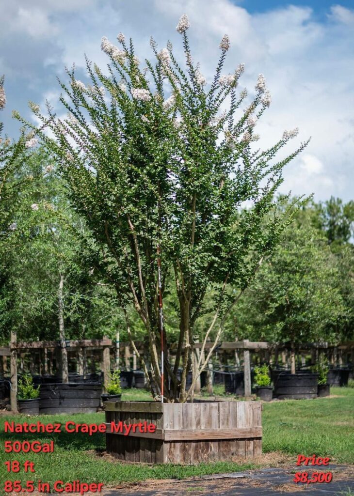 500 Gal Crape Myrtles | Austin, TX | PermaVista Trees