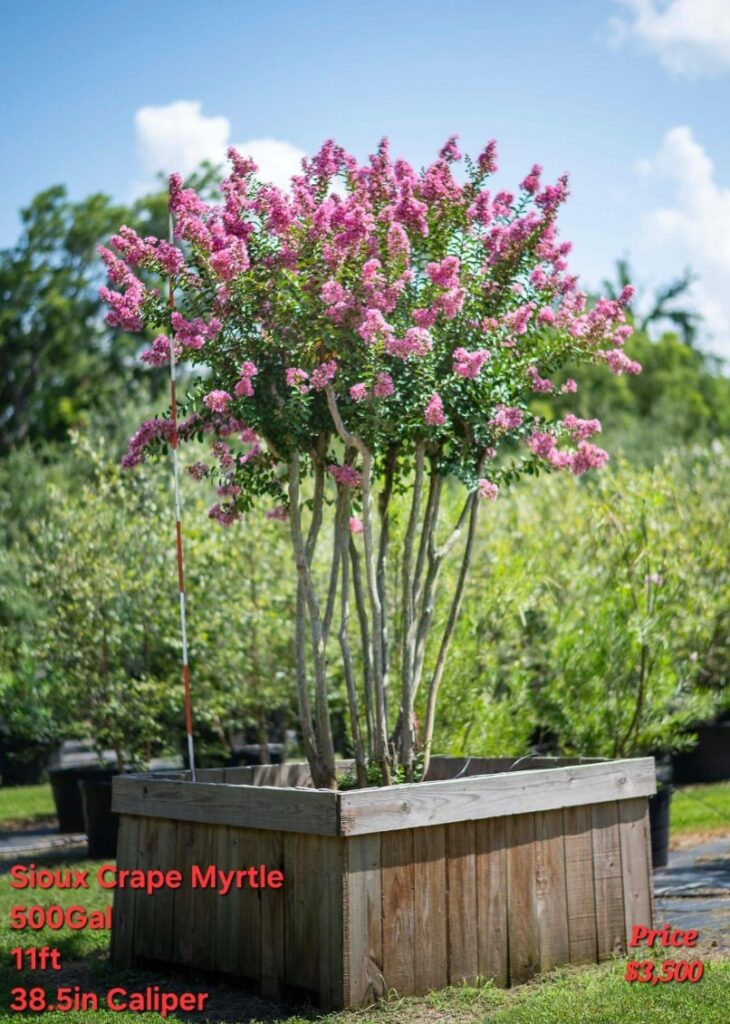 500 Gal Crape Myrtles | Austin, TX | PermaVista Trees