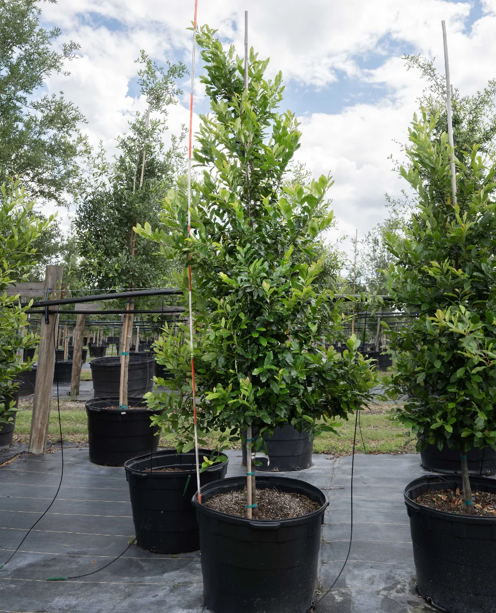 Carolina Cherry Laurel | Austin, TX | PermaVista Trees