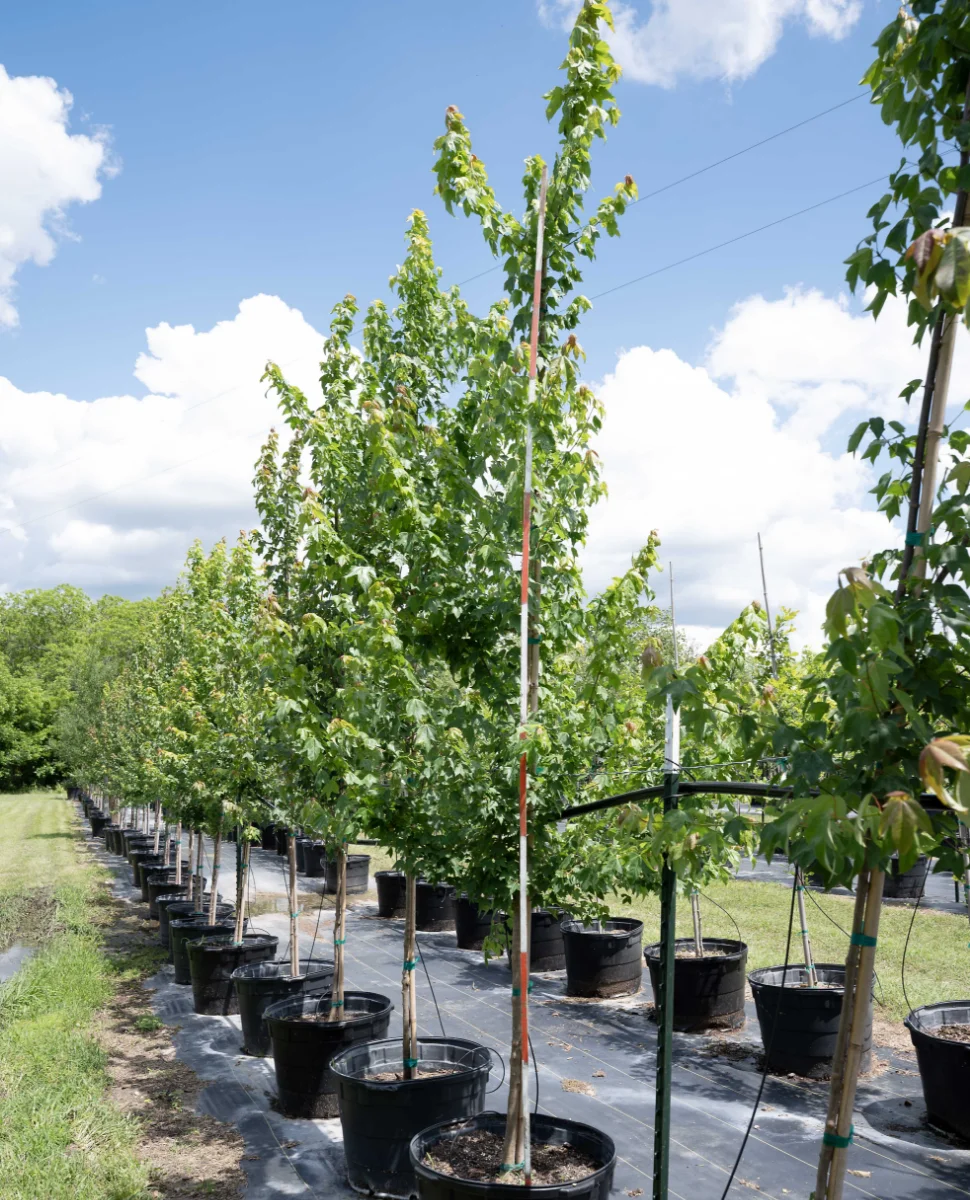 Drummond Red Maple | Austin, TX | PermaVista Trees